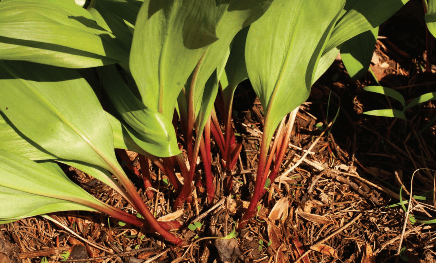 Homegrown Ingredients: Ramps - WV Living Magazine