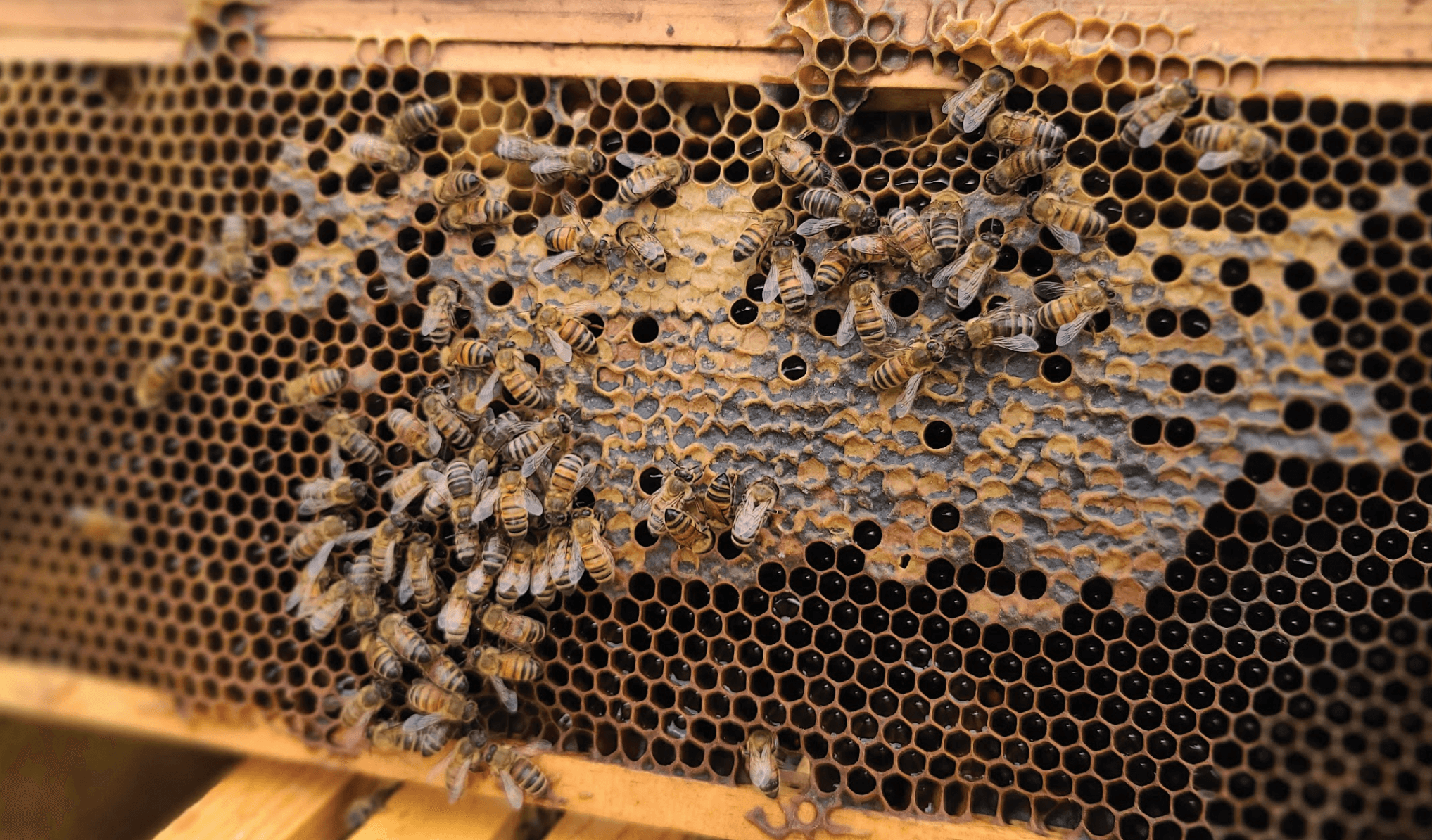 The Buzz about Bees - WV Living Magazine