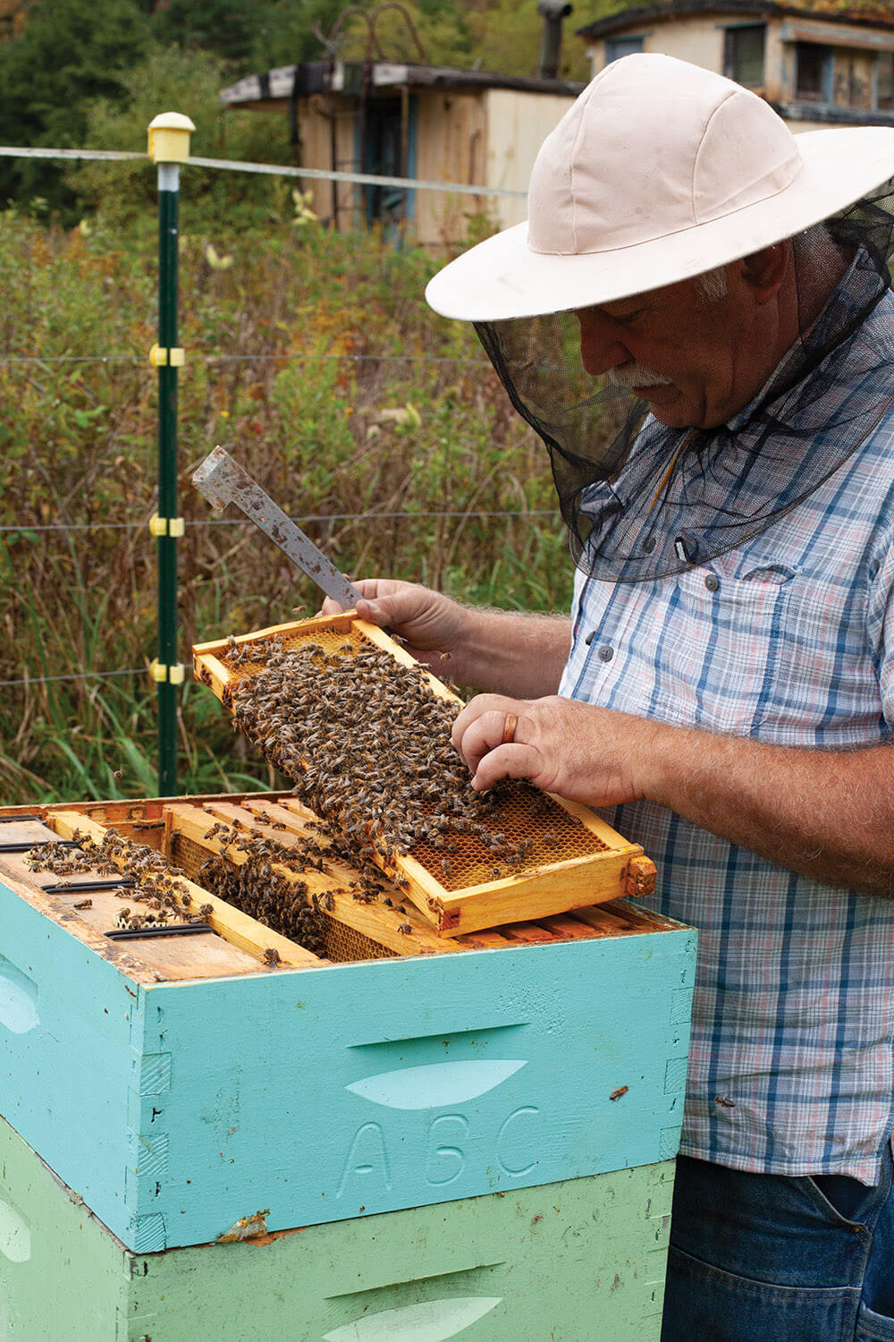 The Buzz about Bees - WV Living Magazine
